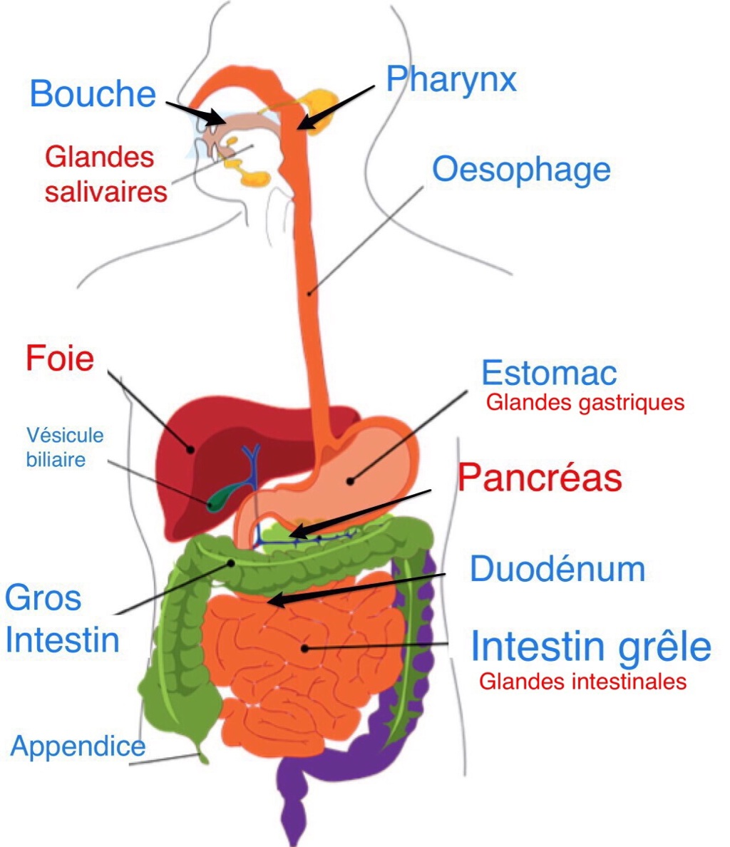 Comprendre et résoudre ses troubles digestifs - Manger Santé