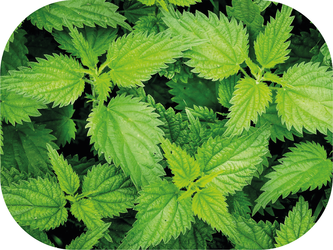 L'ortie, super aliment gratuit ! - Manger Santé