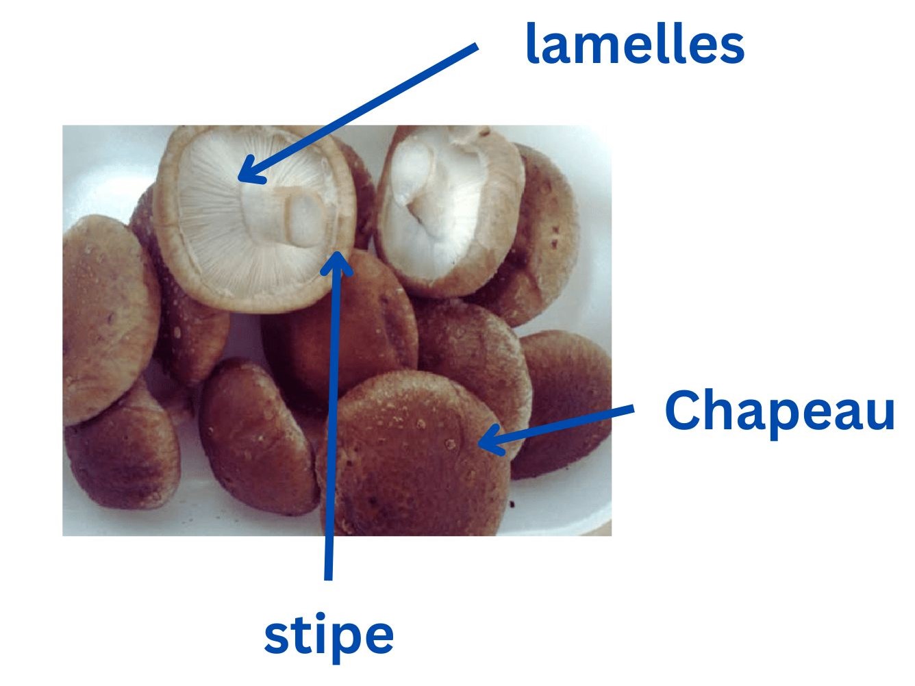 Le shiitaké : propriétés et vertus - Manger Santé